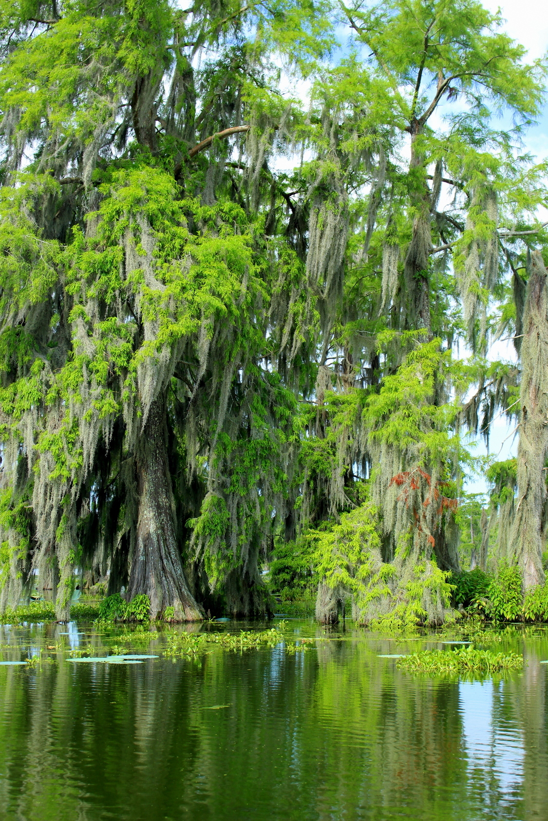 Beth's Blog: Louisiana Swamp Tour -- Day 3