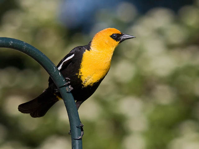 15 Yellow and Black Birds (with original photography) - BirdWatching