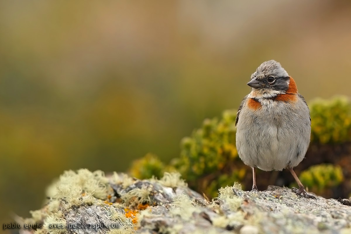 mis fotos de aves: Zonotrichia capensis Chingolo Rufous-collared Sparrow
