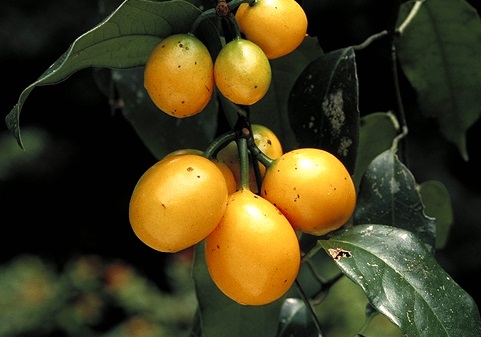 ALAM TUMBUHAN: KELUARGA AUS / AUSIA (Austrobaileyaceae family)