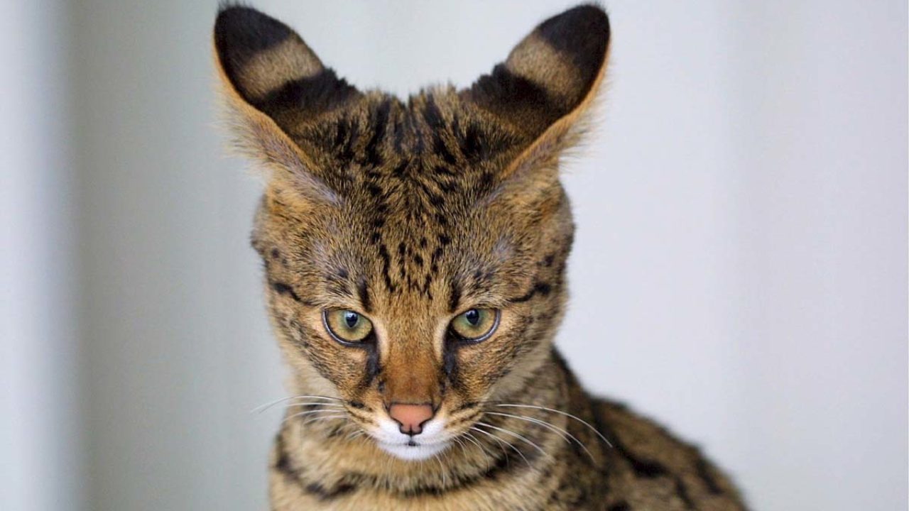 10 razas de gatitos finos, el #6 es tan alto como una niña de 5 años.