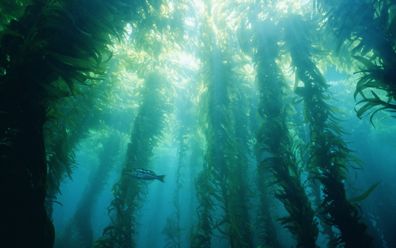 Southern California s Kelp Forests Fall 2015 Final Project