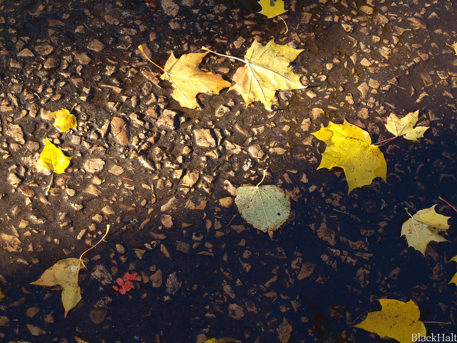 Rudens 2 - PhotoBlogSite