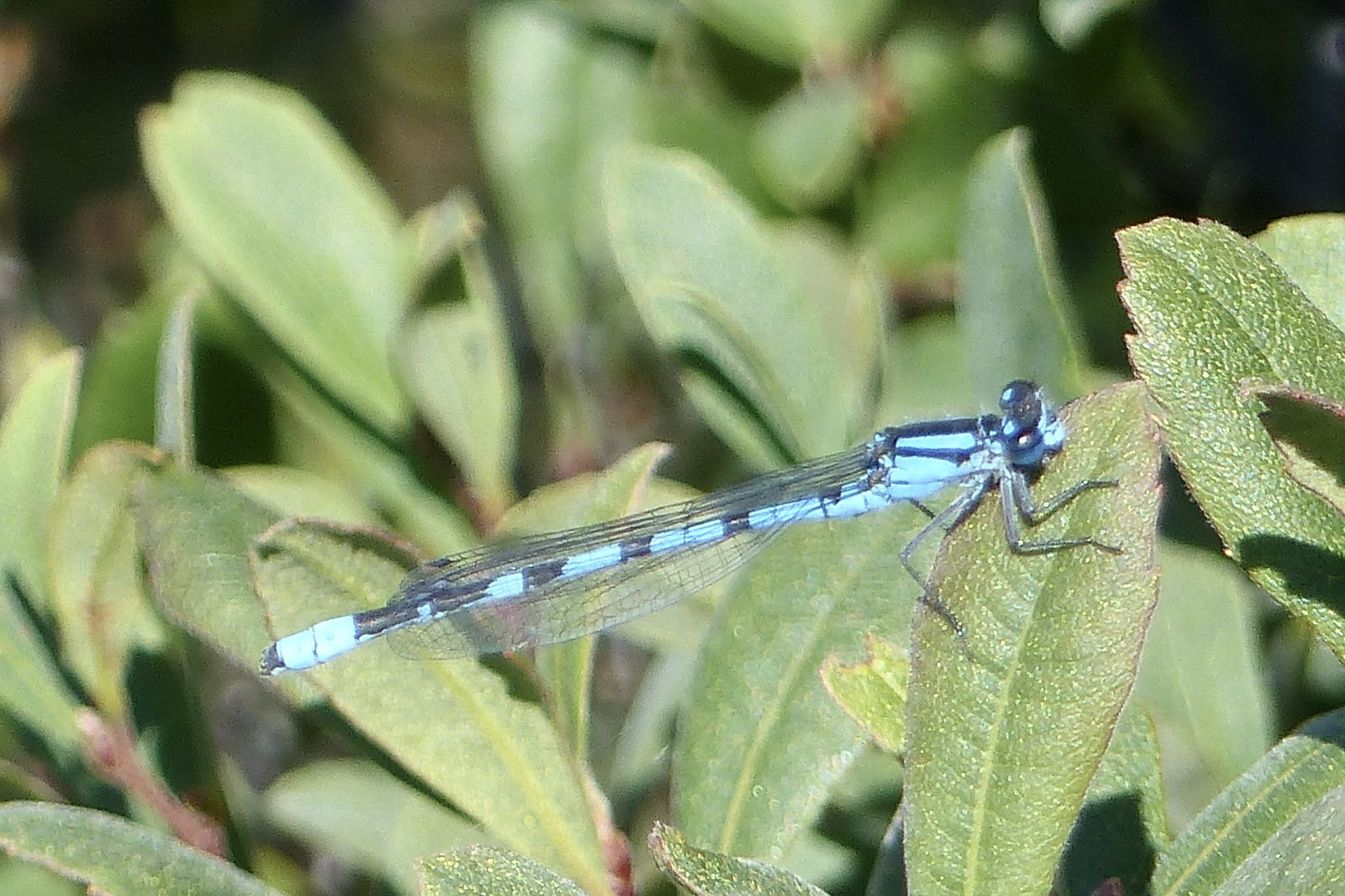 The Memory Wanderer: Insects