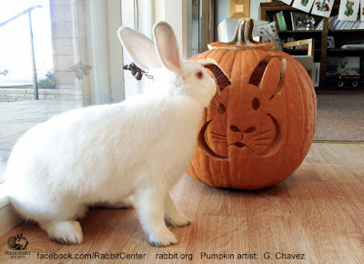 Rabbit Ramblings: Bun o' lanterns -- Bunny pumpkins for Halloween