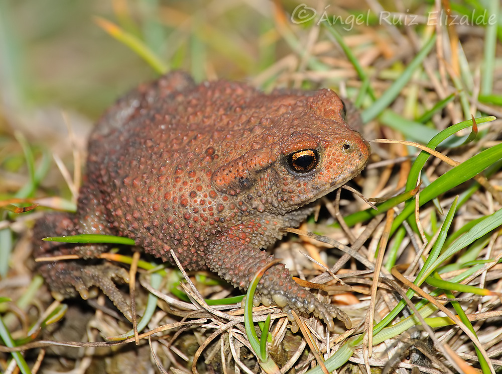 Aves de la Ría de Ajo: Sapuco colorao...