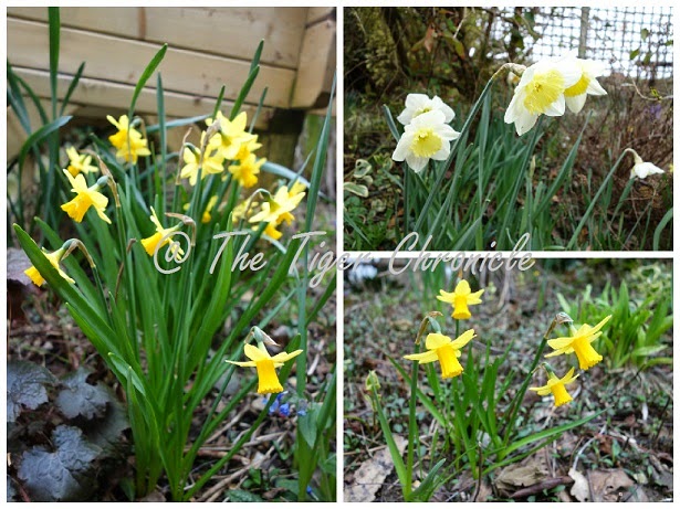 The Tiger Chronicle Dances With The Daffodils