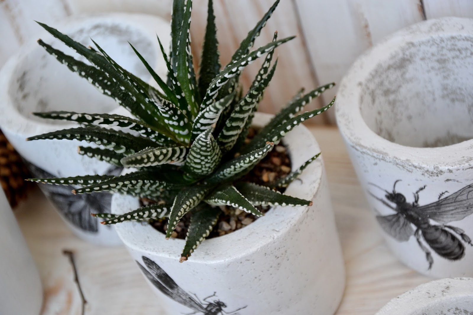 Я люблю HandMade: Кашпо для суккулентов