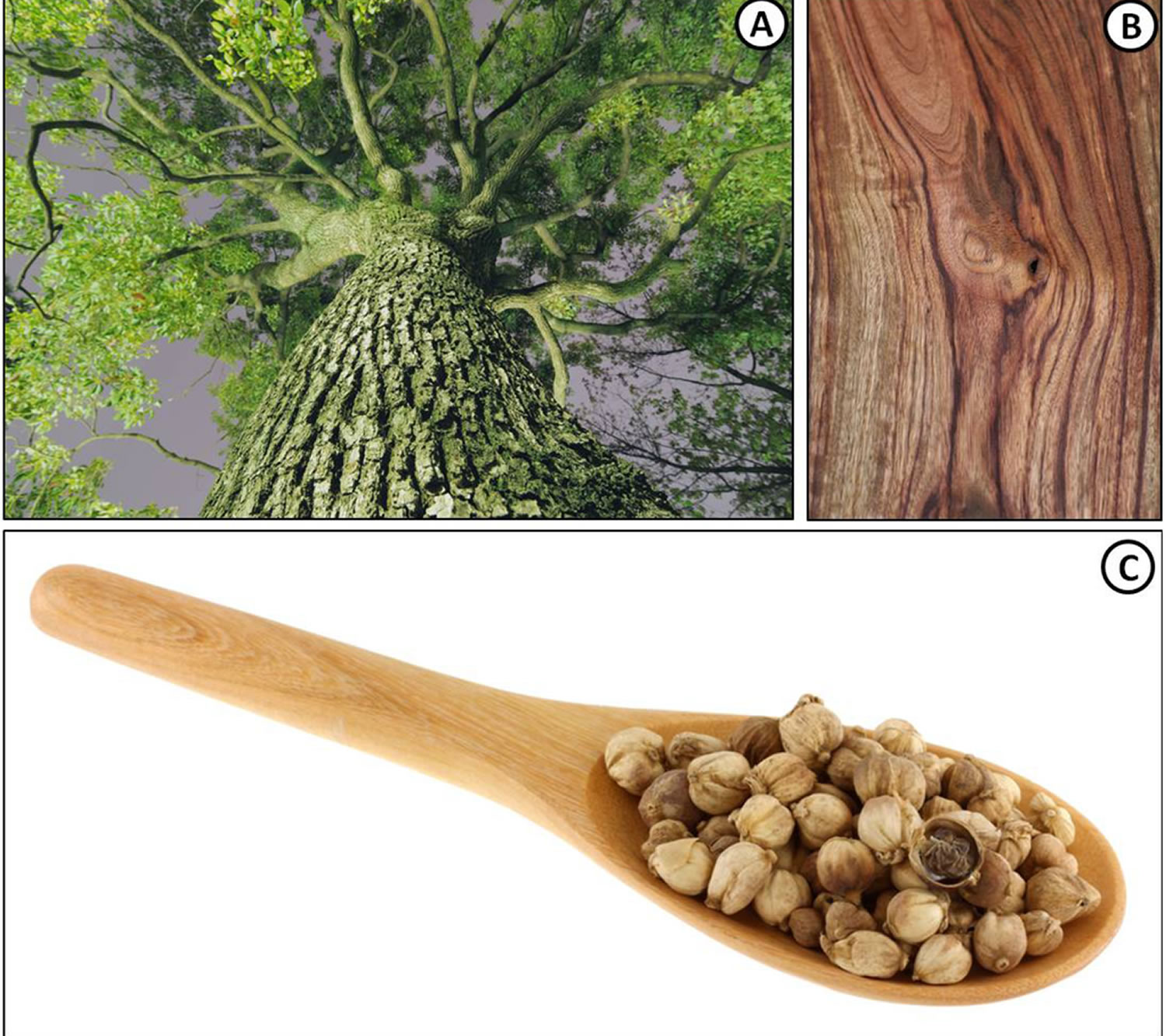 Kafur Nedir? - Özgün Bilge