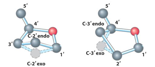 LET'S LEARN PLANTS: Basics of DNA structure