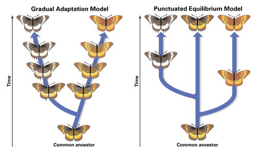 Gradualism Vs Punctuated Equilibrium Kaiserscience