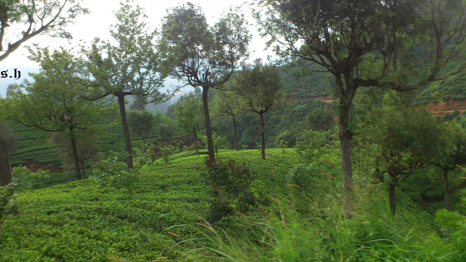 picture box: nacharal