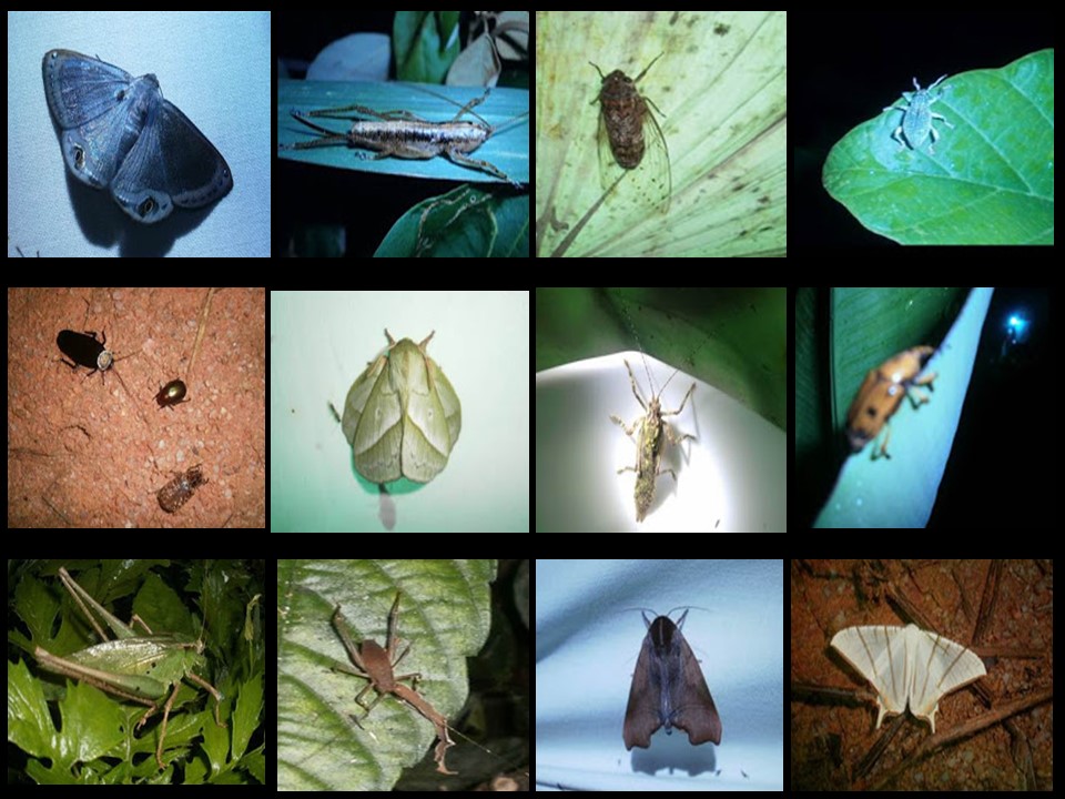 CAMERON SERVICE / MOUNTAIN TOUR & TRAVEL SDN. BHD.: 9 - Insect's ...