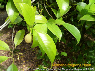 Medicinal Plants: Myristica fragrans, Nutmeg, Jatiphal, Jajikaya ...