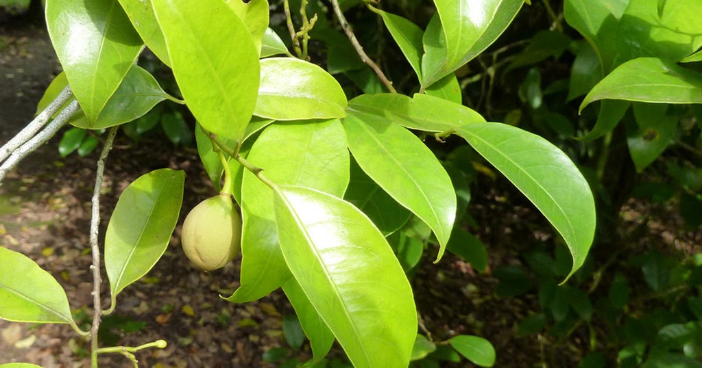 Medicinal Plants: Myristica fragrans, Nutmeg, Jatiphal, Jajikaya ...