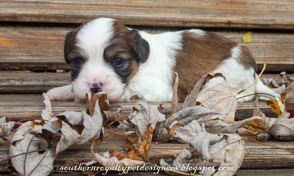 Southern Royalty Pet Designers: Cavaton puppies 10/21/2020