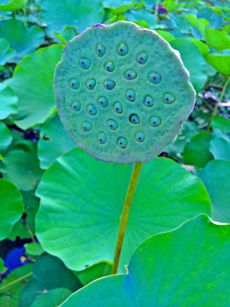 CheChe Lazaro Probes the Fertile Land of Lotus Pod Farm in Bay, Laguna ...