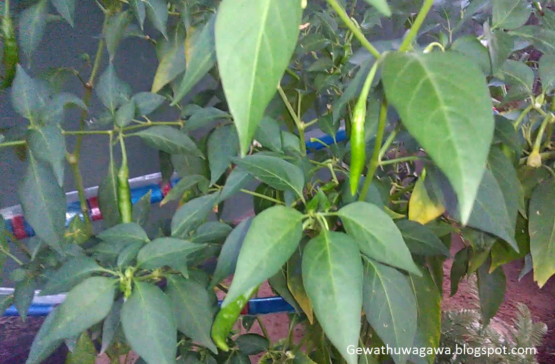 Organic Chilli Cultivation