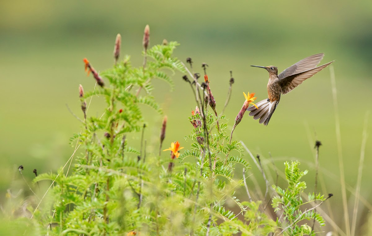 Next Generation Birders Official Blog: Amazon Adventure: Oscar Dewhurst ...