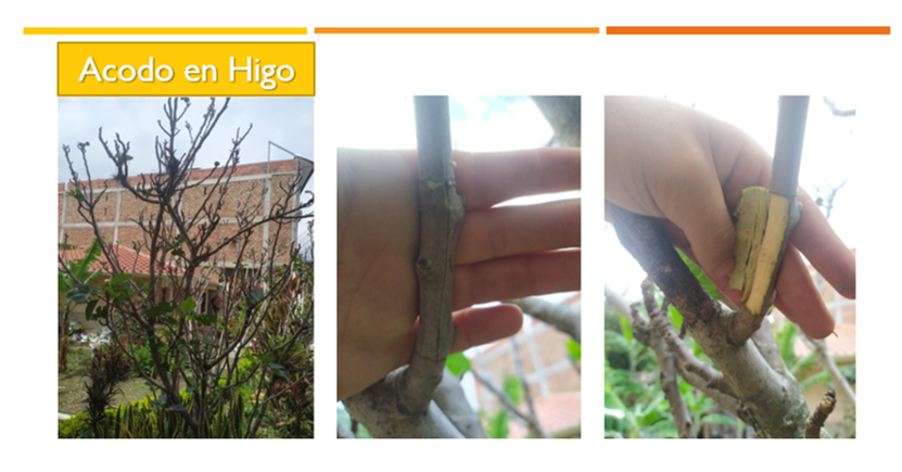 Agricultura On: PROPAGACIÓN - ACODO