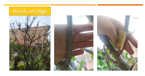 Agricultura On: PROPAGACIÓN - ACODO