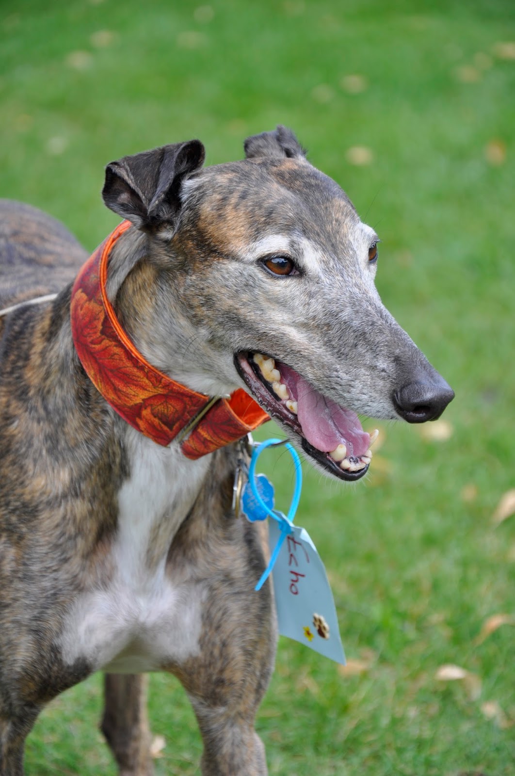 Northern Lights Greyhound Adoption Dog Blog: NLGA Photo Roundup -- Task ...