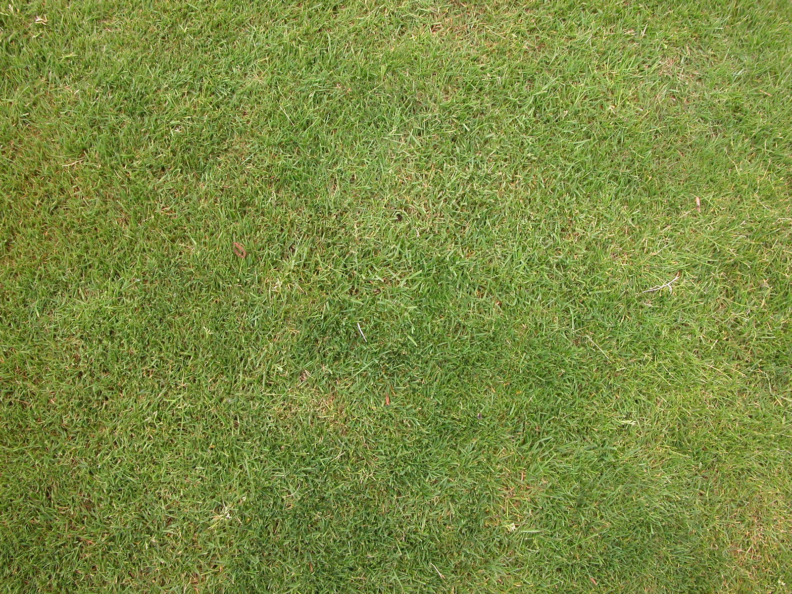 WinskyserinArchSketch: Free grass texture