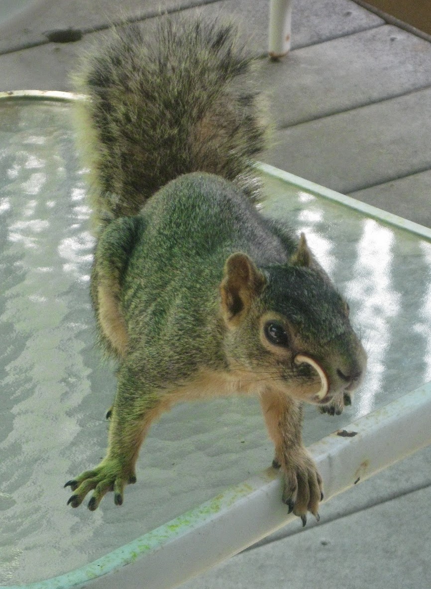 Along this Beautiful Path: Mutant Ninja Squirrel