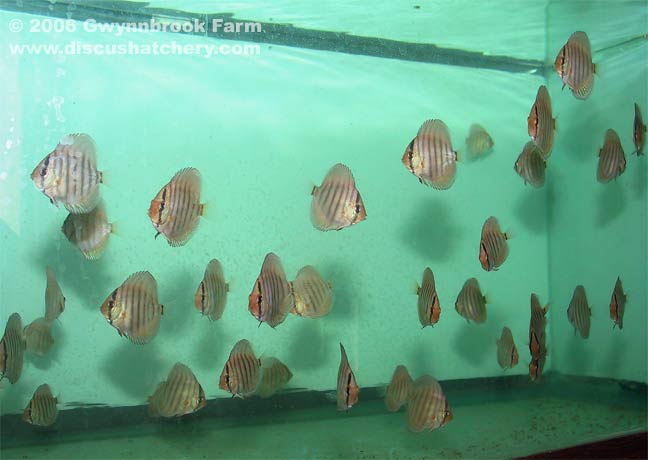 Discus: Red Turqouise Discus Pair With Discus Fry
