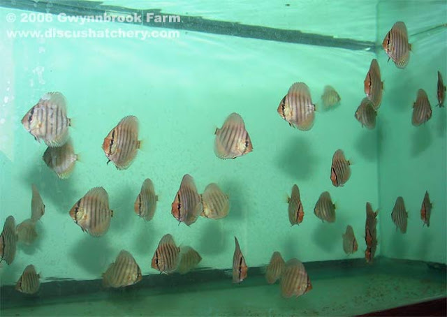 Discus: Red Turqouise Discus Pair With Discus Fry