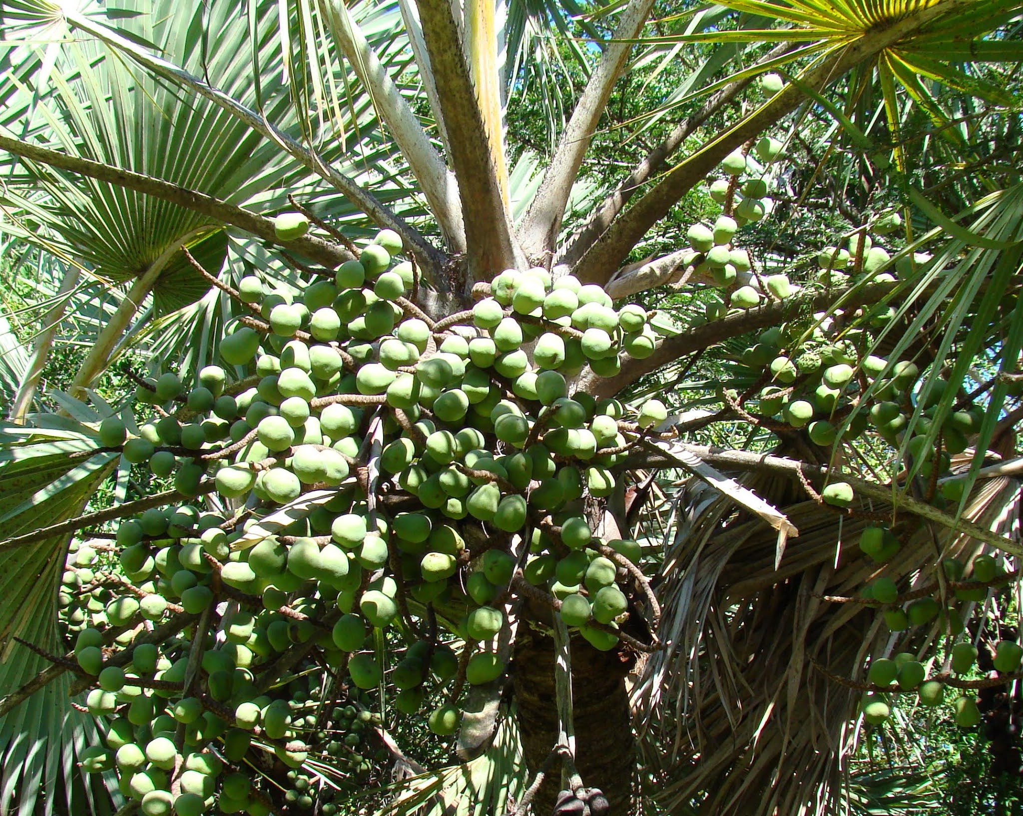 eMalangeni Forest: iNjemane the local iLala palm wine