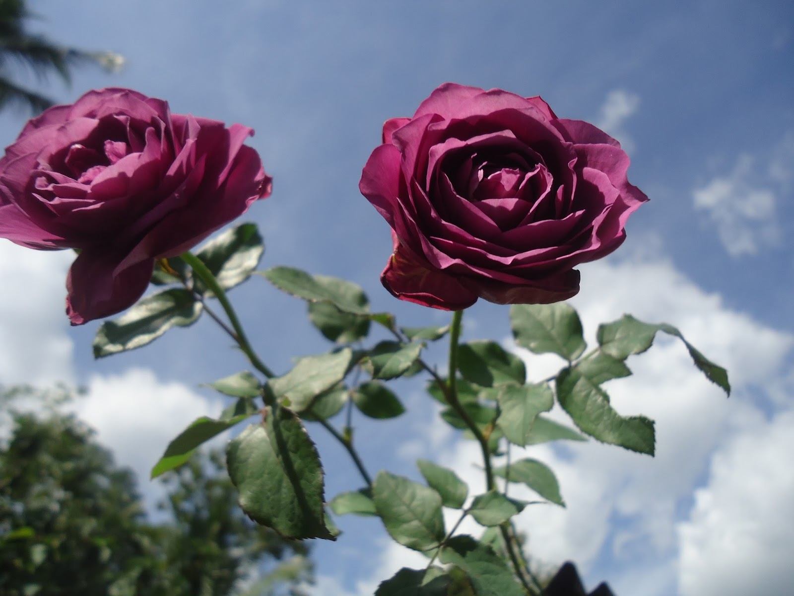 PESONA KEINDAHAN BUNGA ANGGREK, MAWAR,EPHORBIA,PURING - Rumah Daun Muda