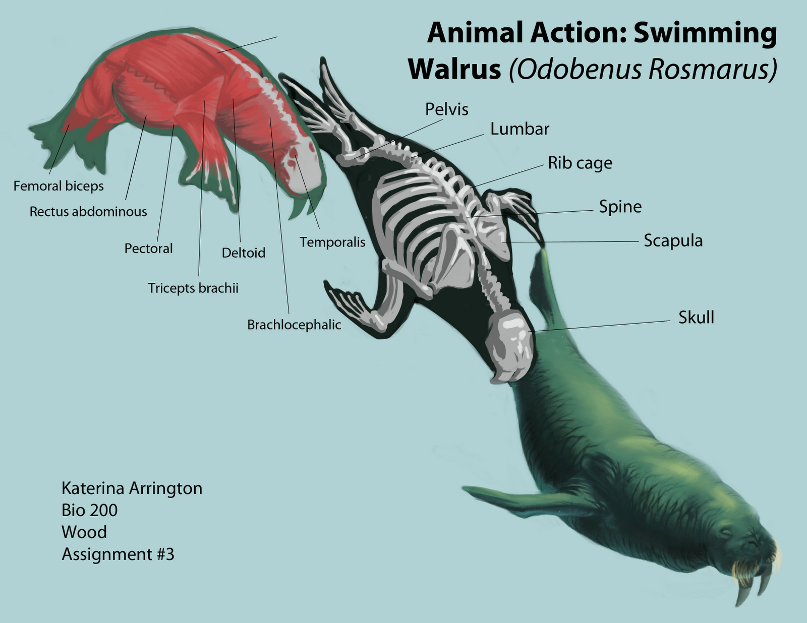 Walrus Anatomy Diagram