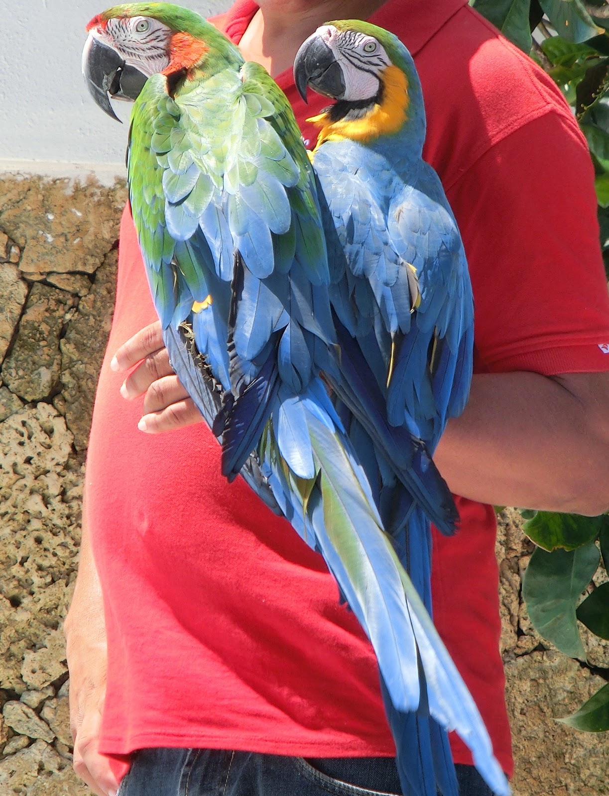 Santuario de aves: 06/18/19