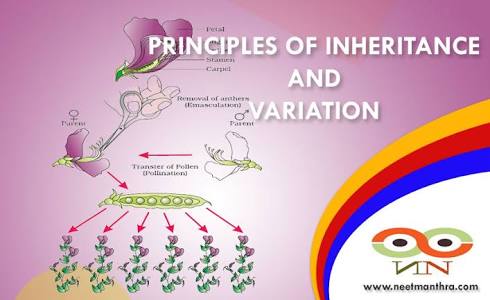 The biology world: Principle of Inheritance and variation