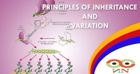 The biology world: Principle of Inheritance and variation