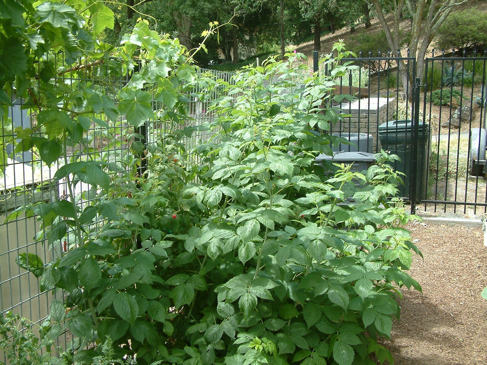 My Recession Kitchen...and garden: Growing Raspberries