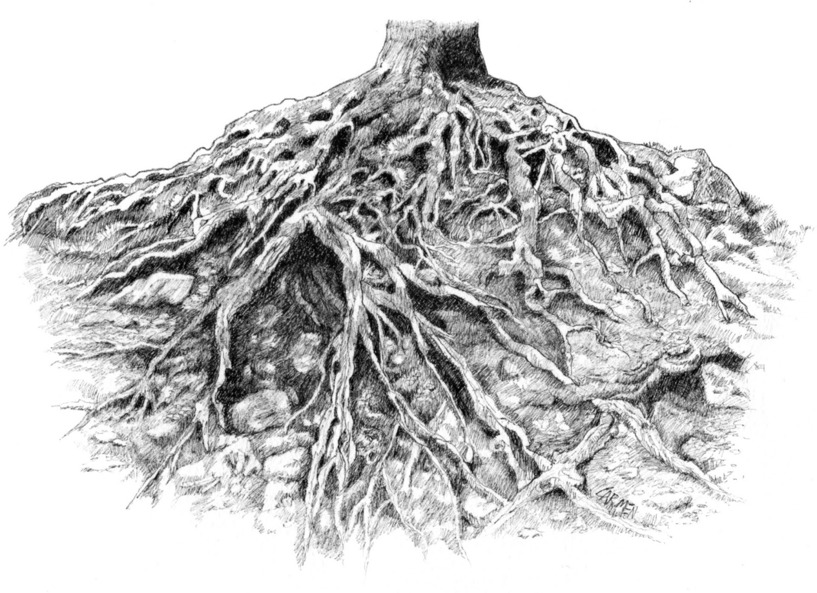 Carmen Beecher: Finding My Roots, 8x10 Pen and Ink Drawing on Paper ...