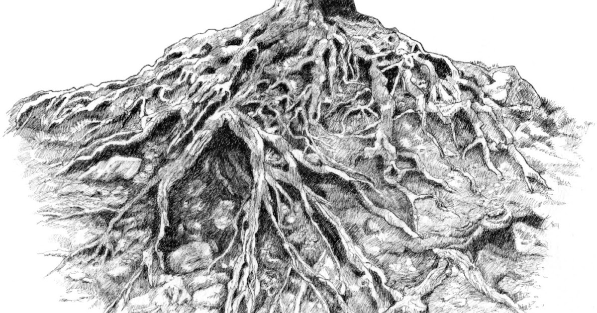 Carmen Beecher: Finding My Roots, 8x10 Pen and Ink Drawing on Paper ...