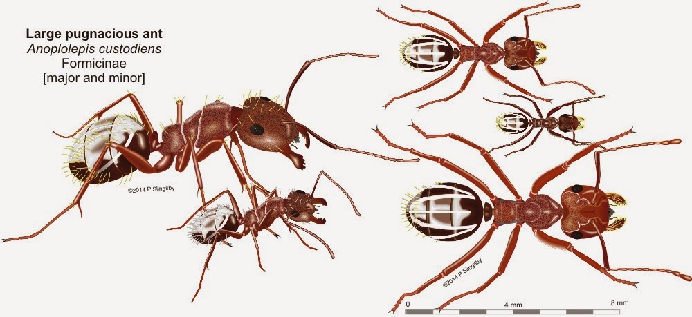 - Ants of Southern Africa -: Anoplolepis species: Pugnacious and Crazy ants