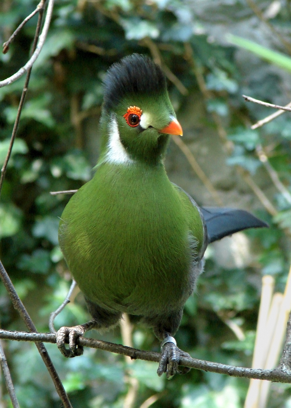Blog do Edu Ambiental: Turaco