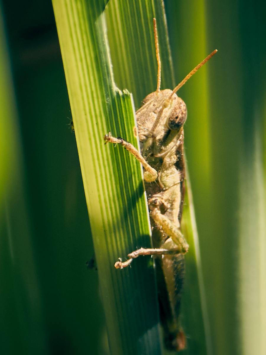 A little more pop in this grasshopper shot