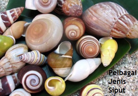 Anim Agro Technology: SIPUT - PELBAGAI KISAHNYA