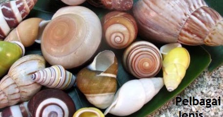 Anim Agro Technology: SIPUT - PELBAGAI KISAHNYA