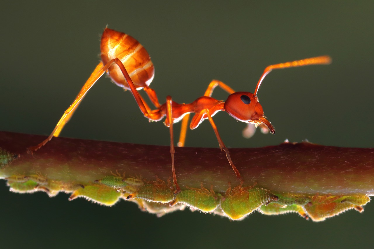 Some of the most stunning facts about ants.
