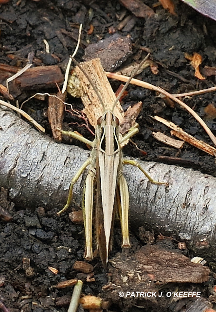 Raw Birds: Common Field Grasshopper