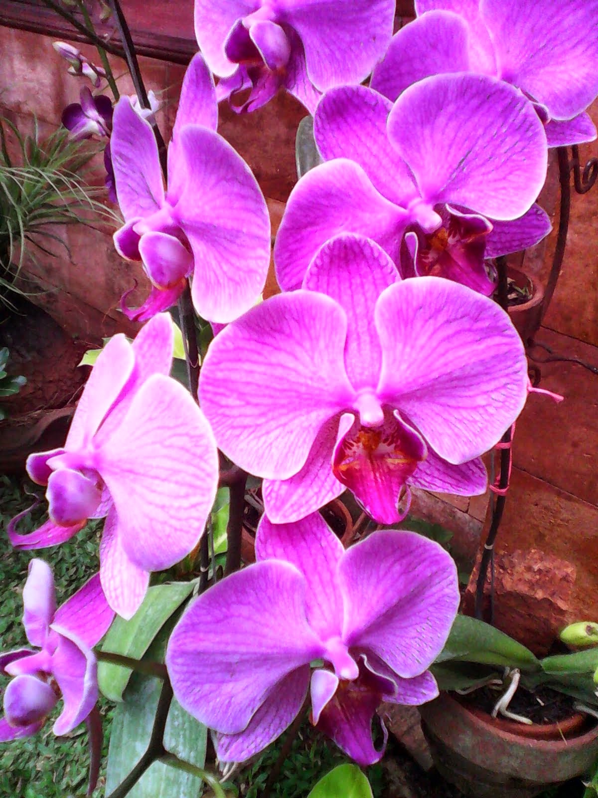 MARKETPLACE DEPOK: JUAL ANGGREK DI GRAND DEPOK CITY. JASA PERAWATAN ...