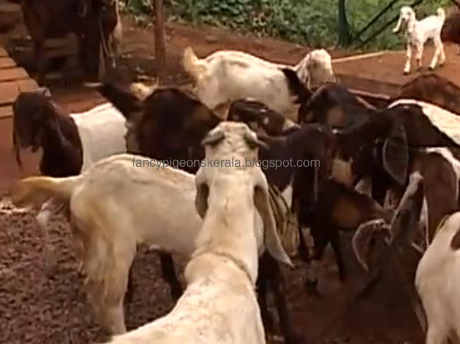 Create And Develop Successful Businesses Through Farm Ideas.: September ...