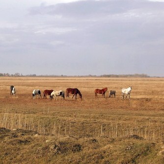 Página de curiosidades y más: ¿Qué es la Puszta?