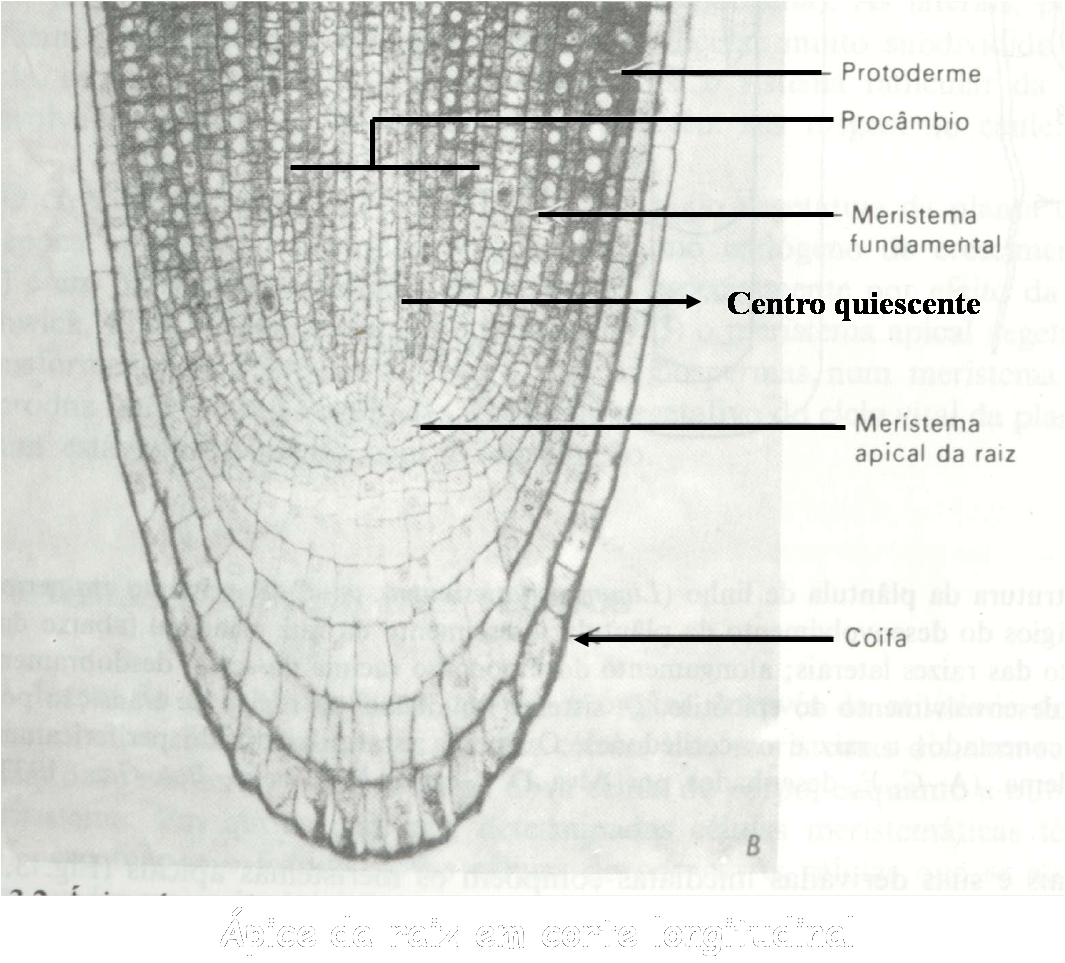 Asteraceae: Meristema e desenvolvimento do embrião